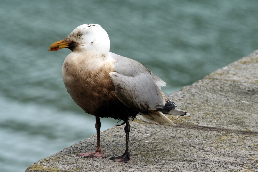Oiseaux mazoutés du Cotentin | Radio HAG FM